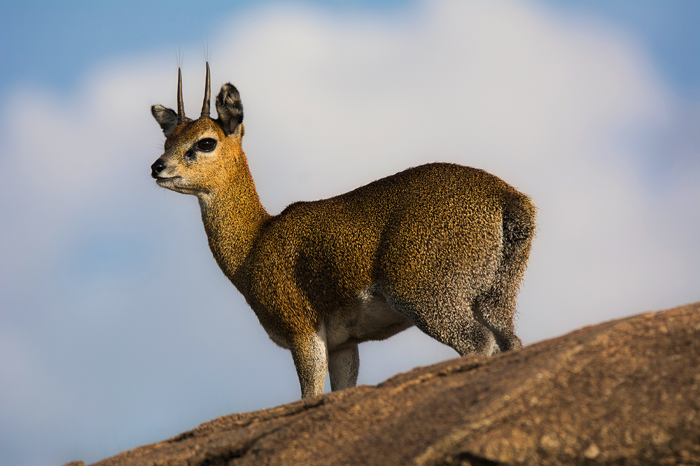 Klipspringer