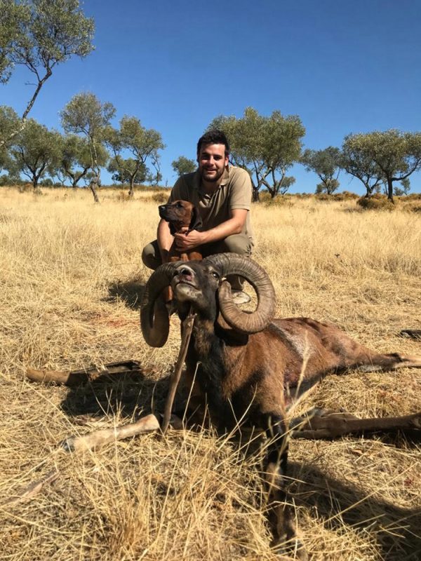 Spain Iberian Mouflon Sheep - Quality Hunts - #1 Hunt Provider