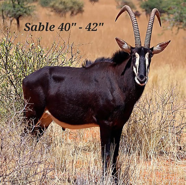 South Africa Sable and Roan Hunting Safari - Quality Hunts